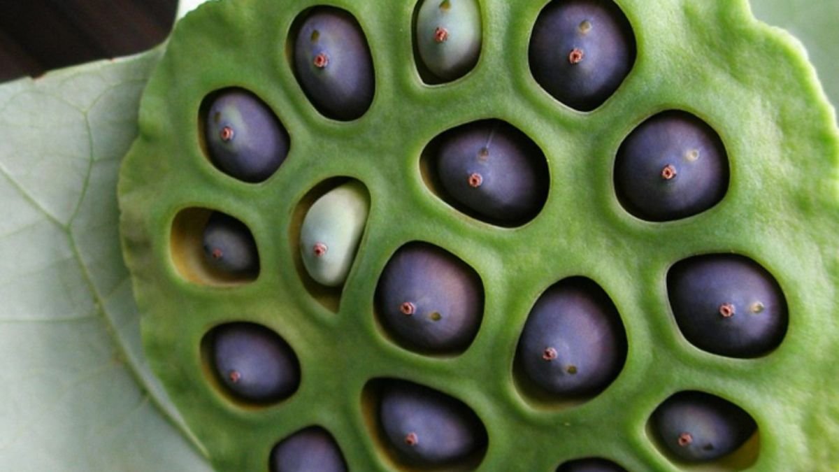 Makhana | 30 Amazing Health Benefits of Makhana (मखाना) – Bakaasur The ...
